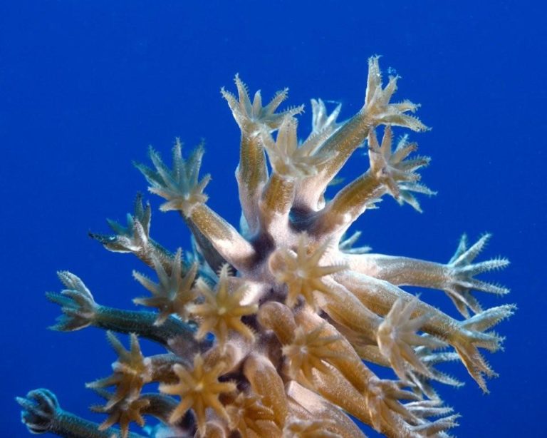 Facts and History - Florida's Coral Reef