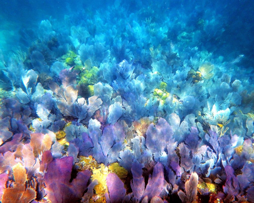 Force Blue - Florida's Coral Reef