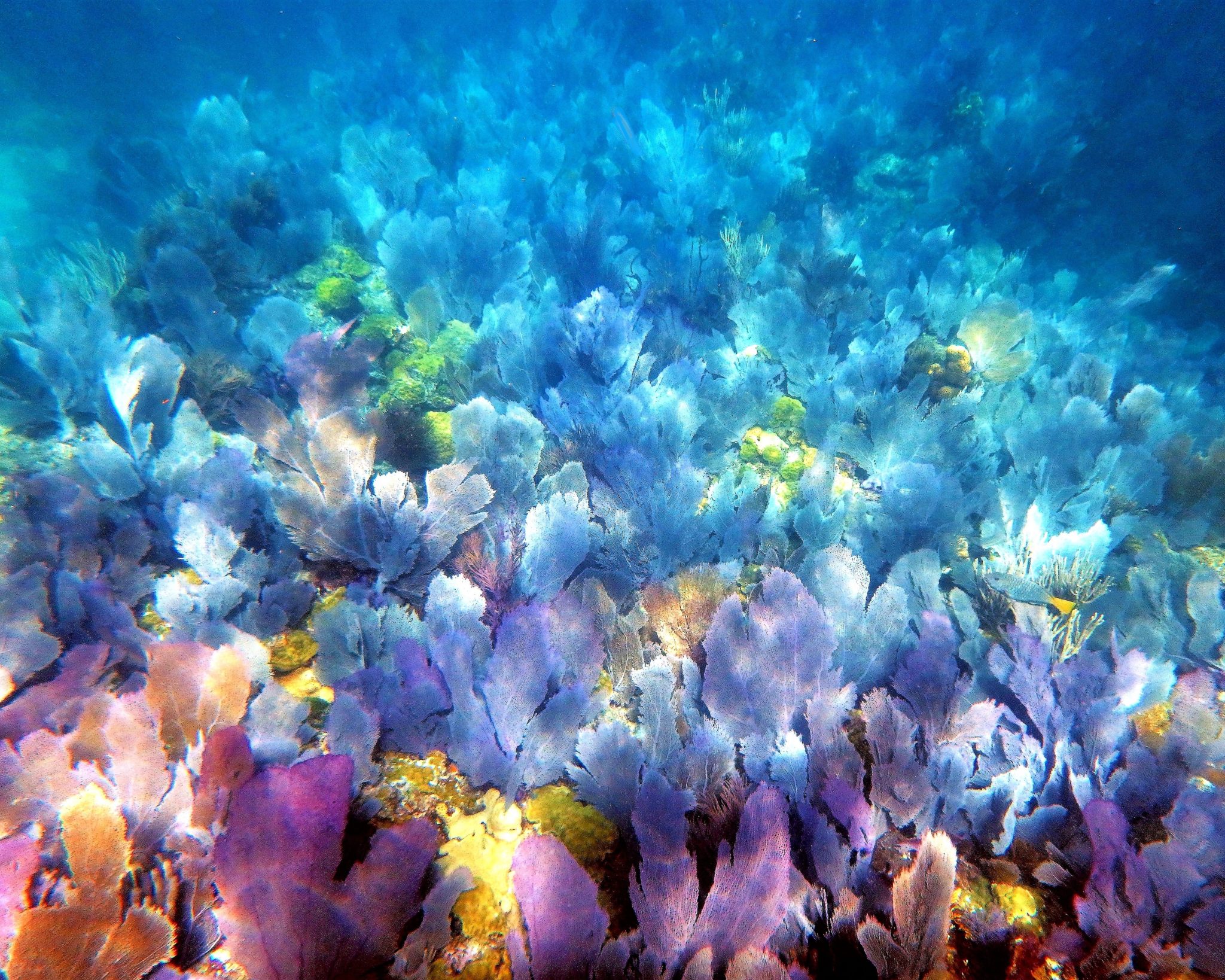 Florida's Coral Reef