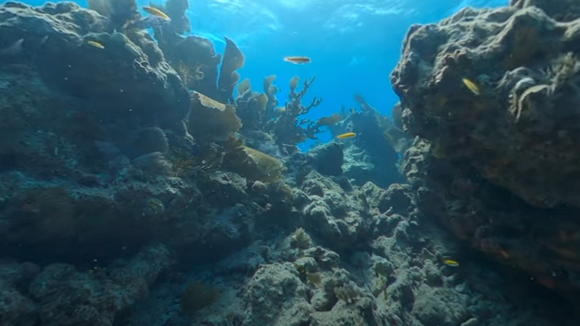 360° VR Florida’s Coral Reef Diving Experience | South - Florida's ...