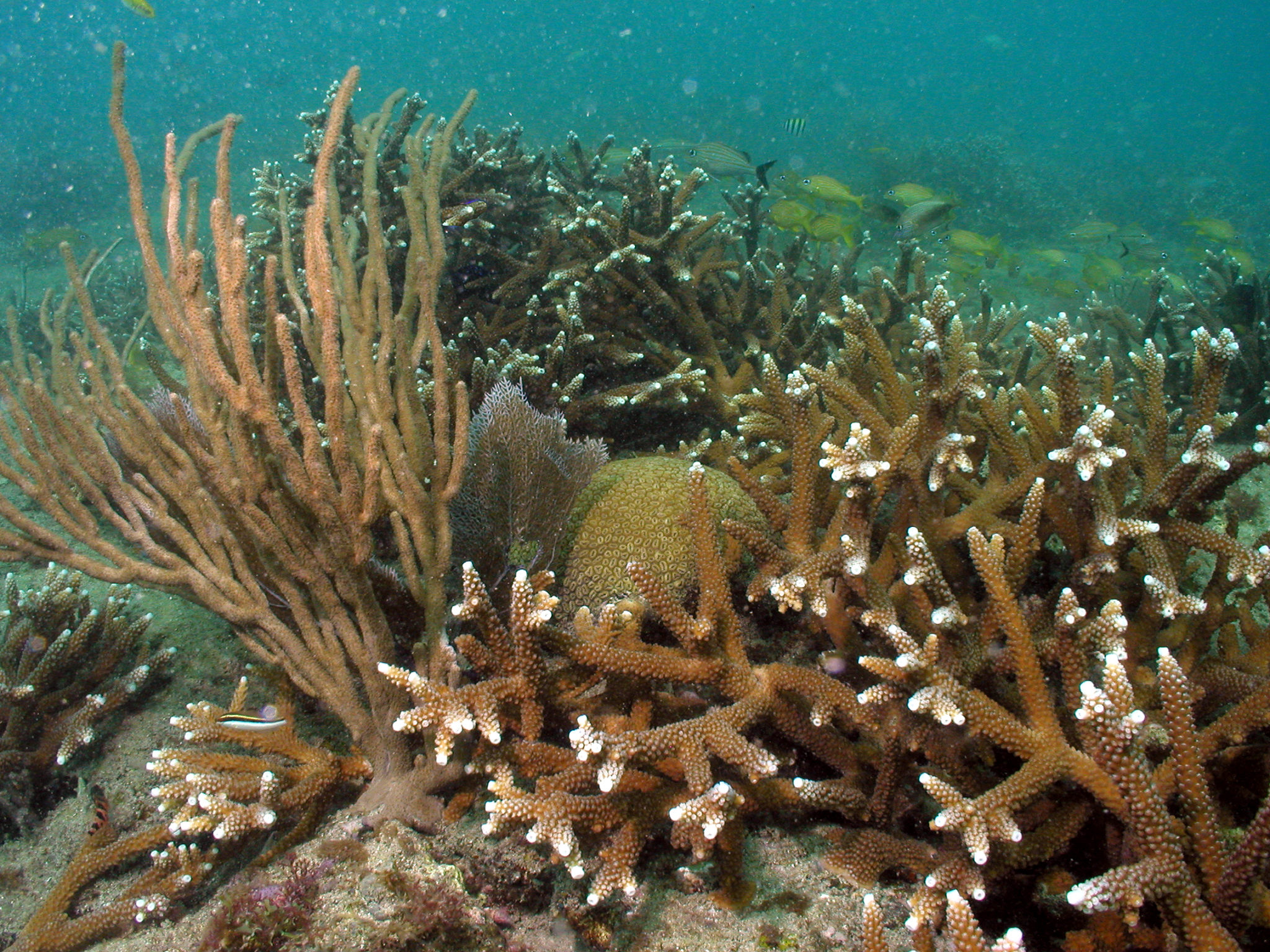 Facts and History - Florida's Coral Reef