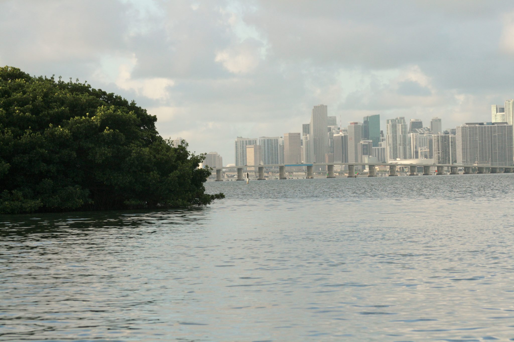 Coral City Camera (Miami's Underwater Livestream) - Florida's Coral Reef
