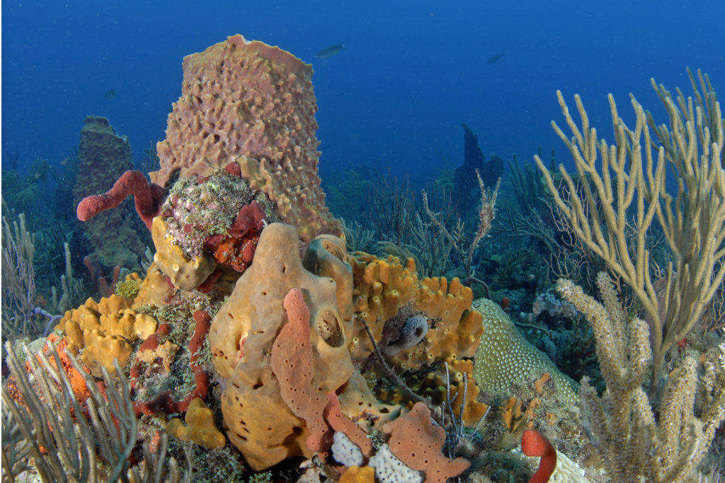Coral City Camera (Miami's Underwater Livestream) - Florida's Coral Reef