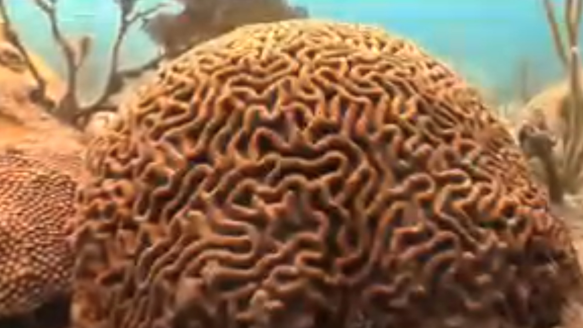 Coral's Hidden Benefits - Florida's Coral Reef