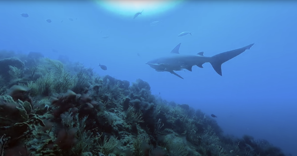 360° VR Florida’s Coral Reef Diving Experience | Palm Beach County ...