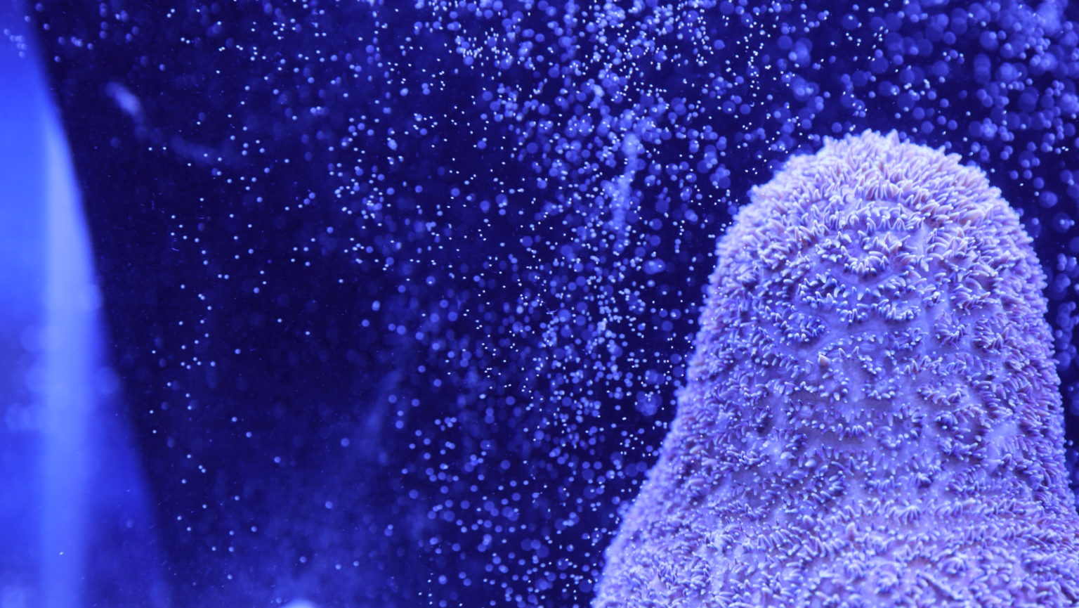 Confessions of a Coral Spawning Scientist - Florida's Coral Reef