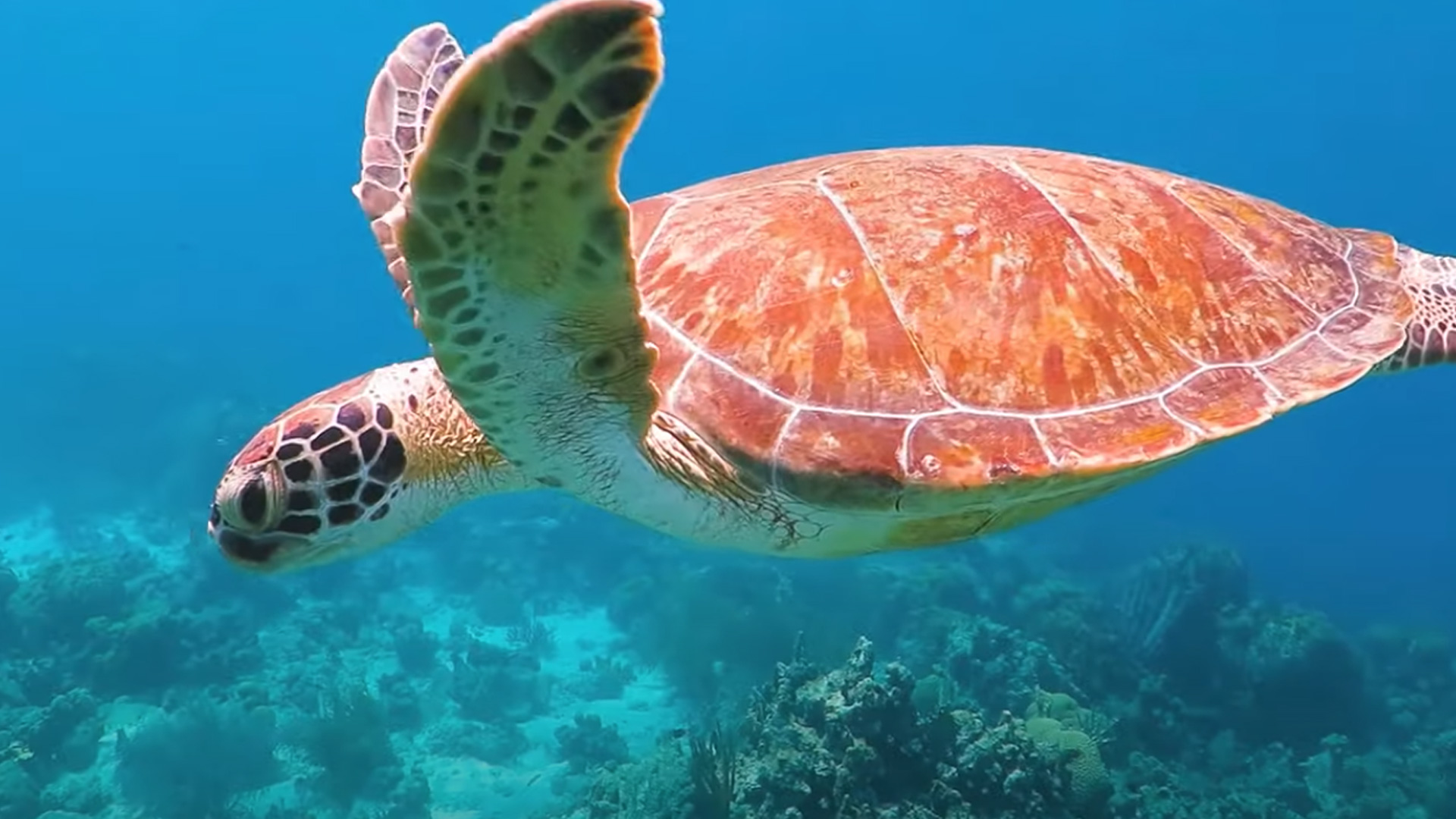 Florida’s Coral Reef: Purely and Uniquely Florida - Florida's Coral Reef
