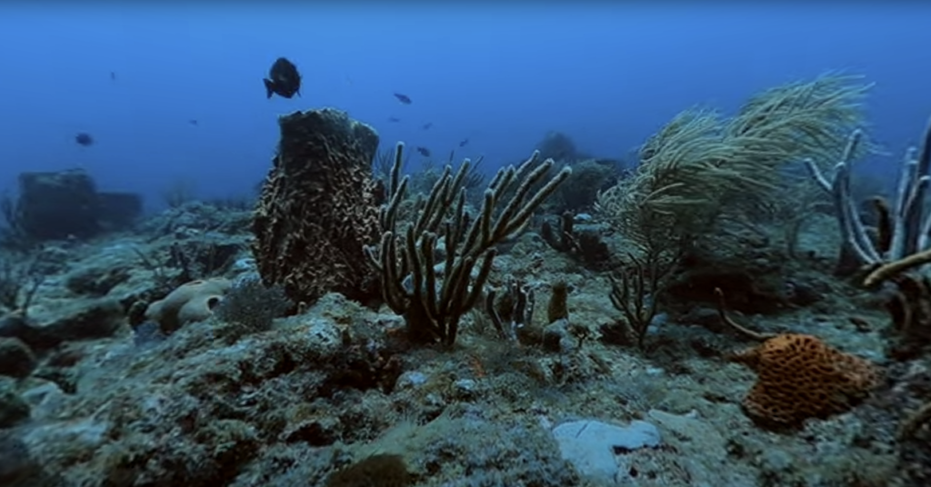 360° VR Florida’s Coral Reef Diving Experience | Broward County ...