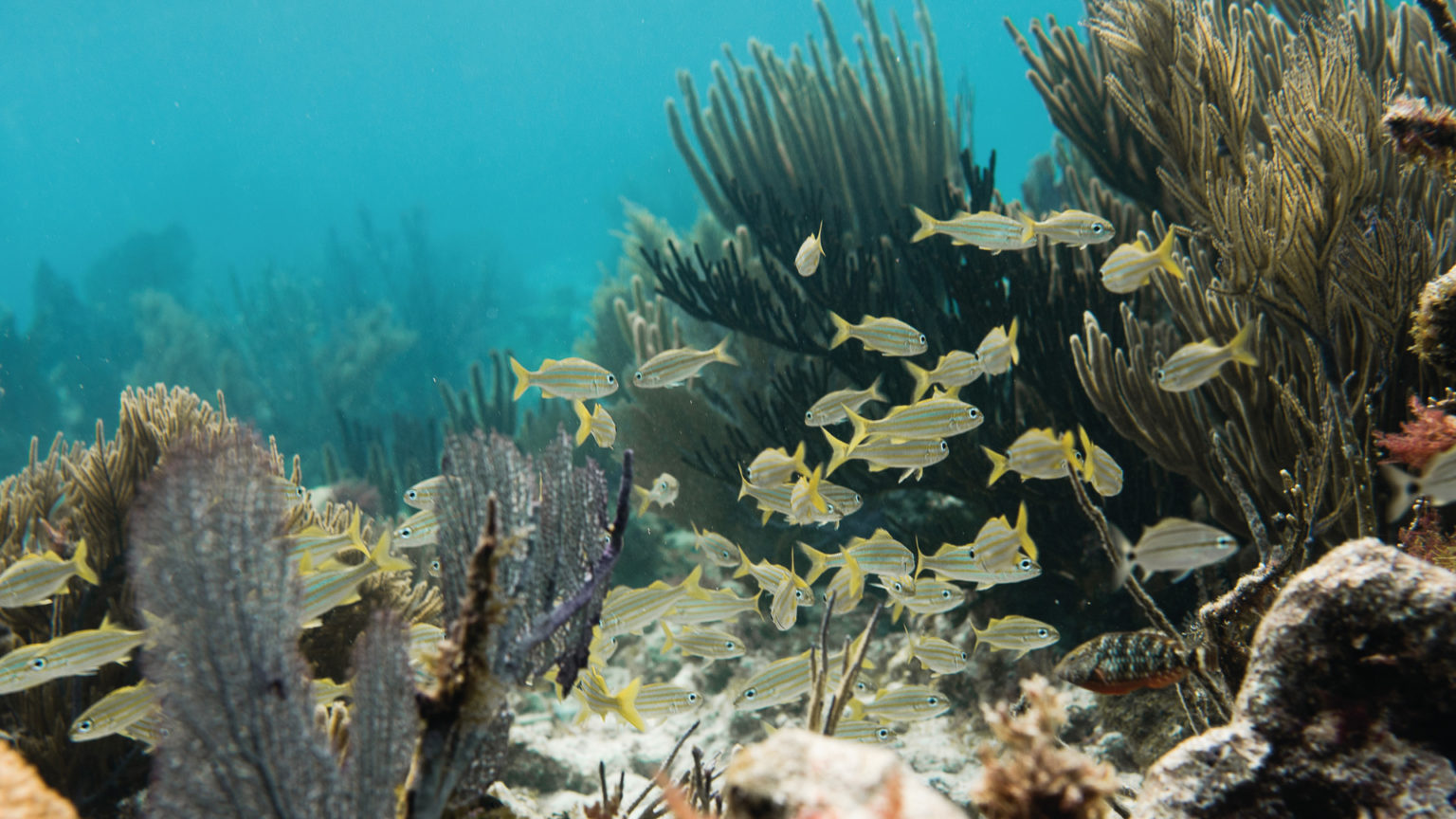 Tourism - Florida's Coral Reef