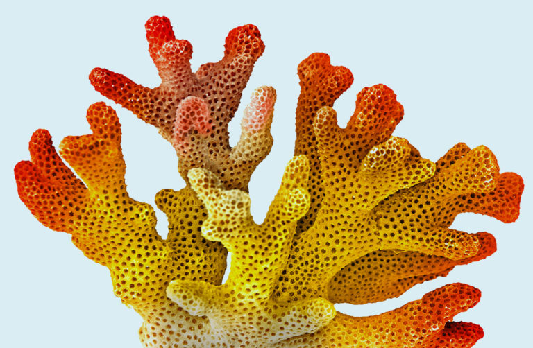 Florida's Coral Reef