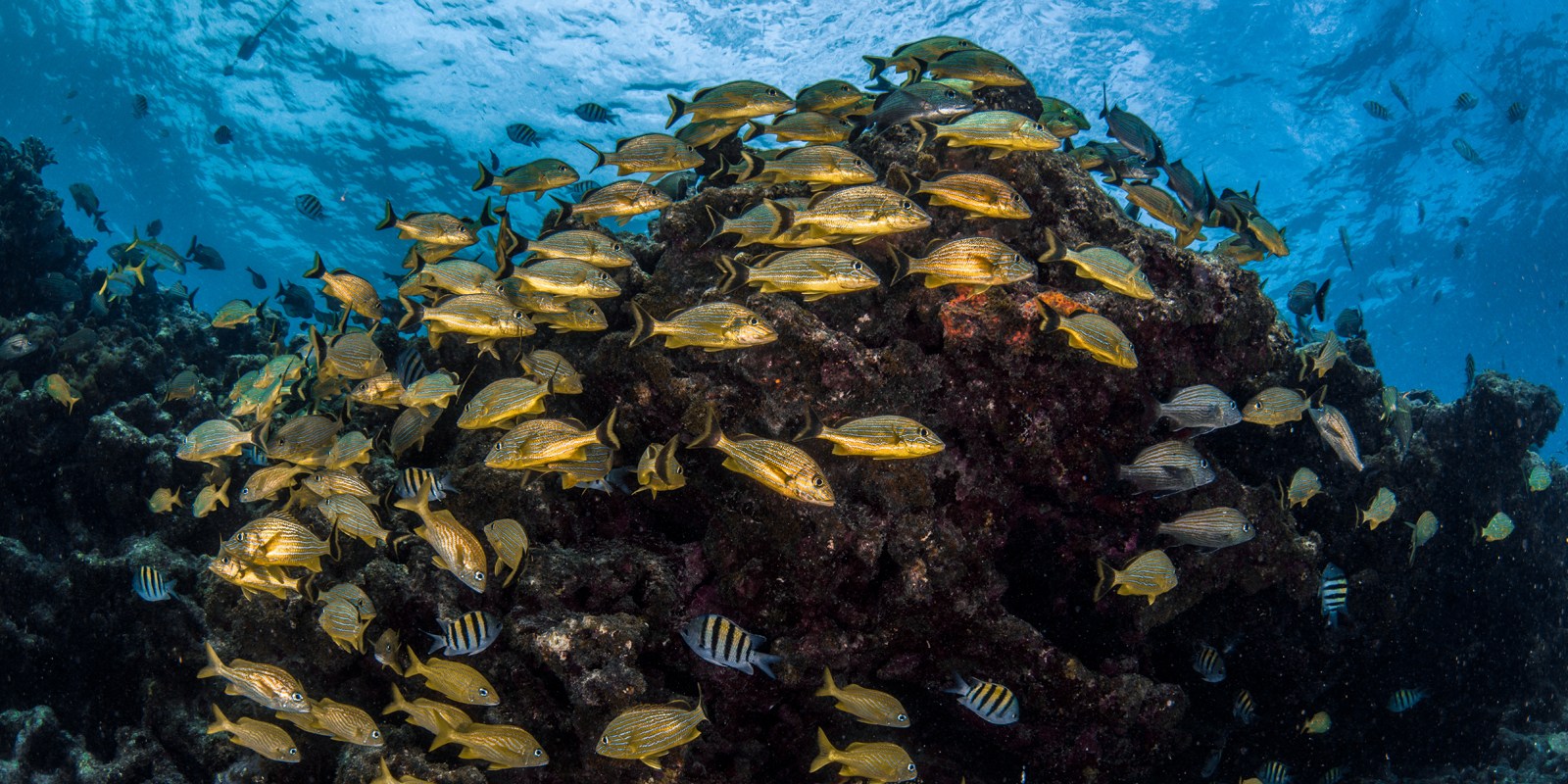 Sign the Pledge - Florida's Coral Reef