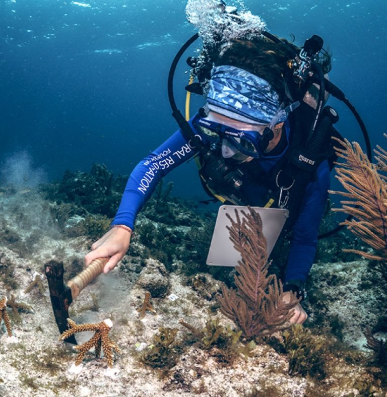 Florida's Coral Reef